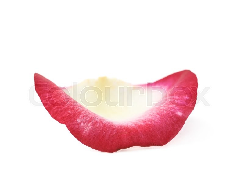 Single rose petal isolated over the ... | Stock image | Colourbox