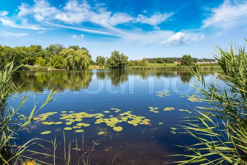 Calm pond and water plants in a ... | Stock image | Colourbox