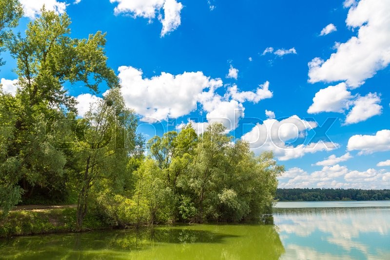 Calm pond and water plants in a ... | Stock image | Colourbox