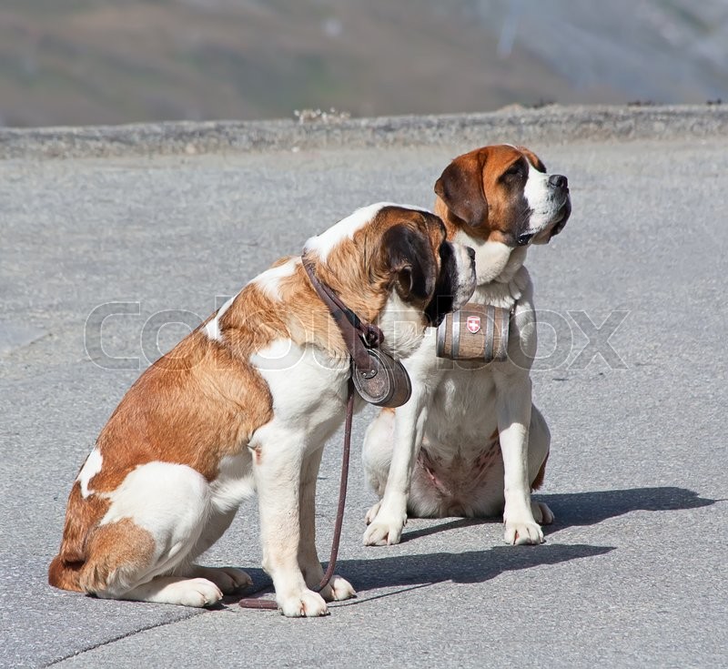 St Bernard Boxer Mix