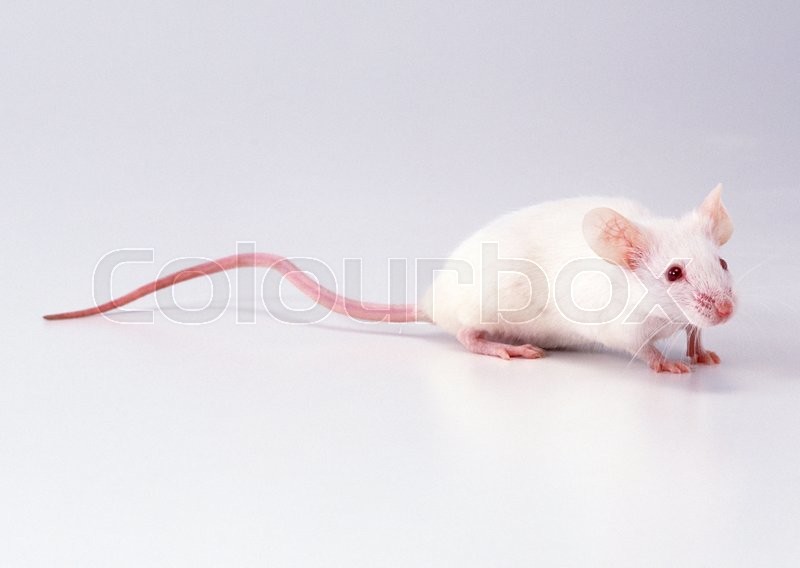 Cute Mouse | Stock image | Colourbox