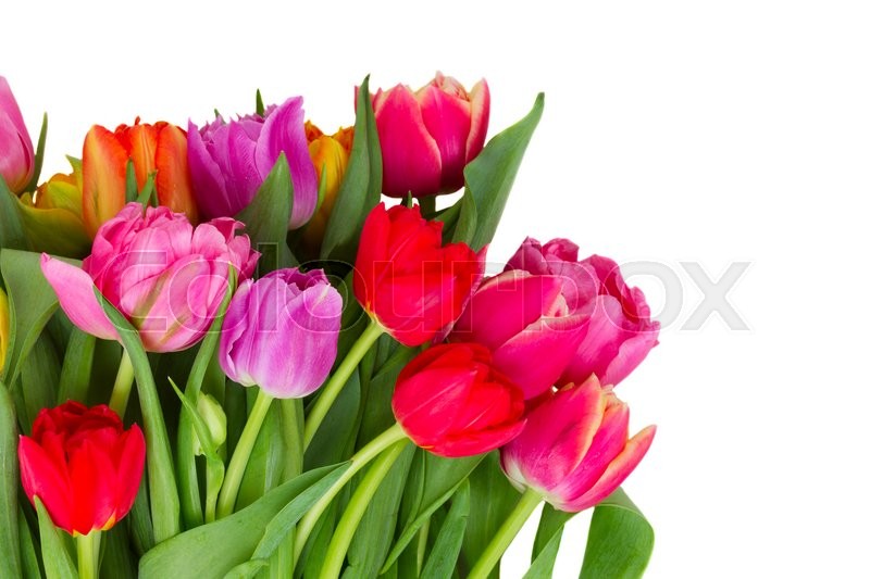 Red And Pink Tulips