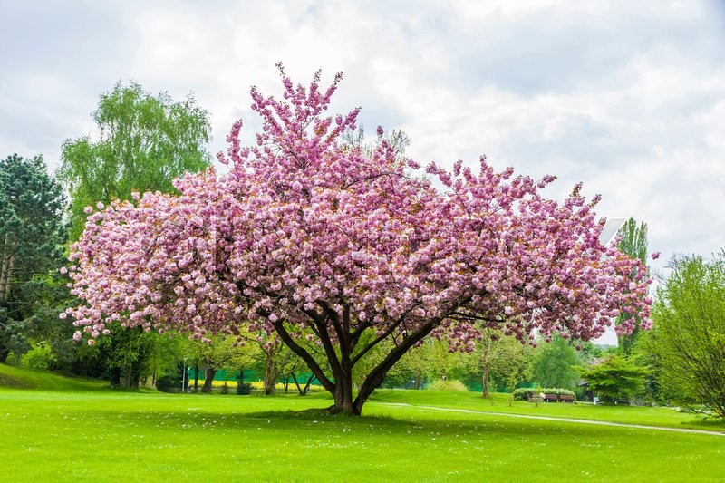 Beautiful sakura tree in the park in ... | Stock image | Colourbox