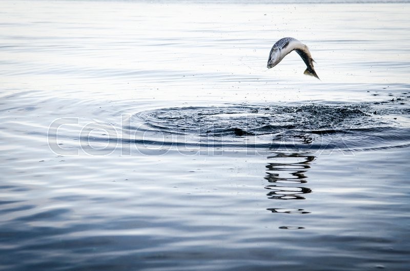 Danmark, sommer, strand, vand, hav, ... | Stock foto | Colourbox