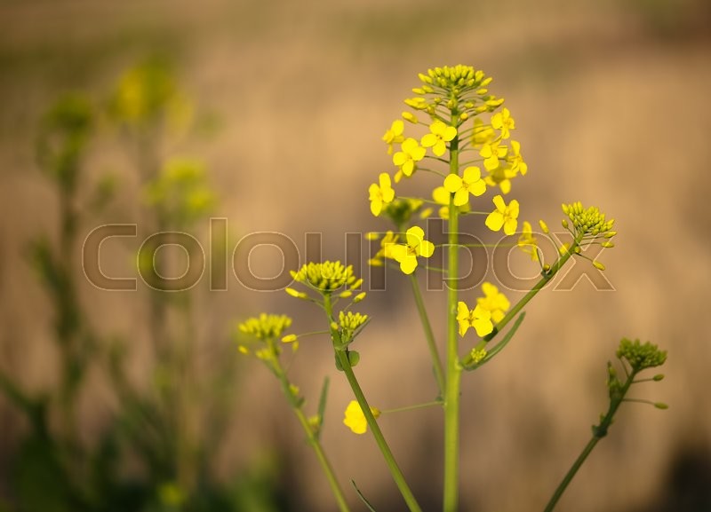 Close up of rape flower in the filed. | Stock image | Colourbox