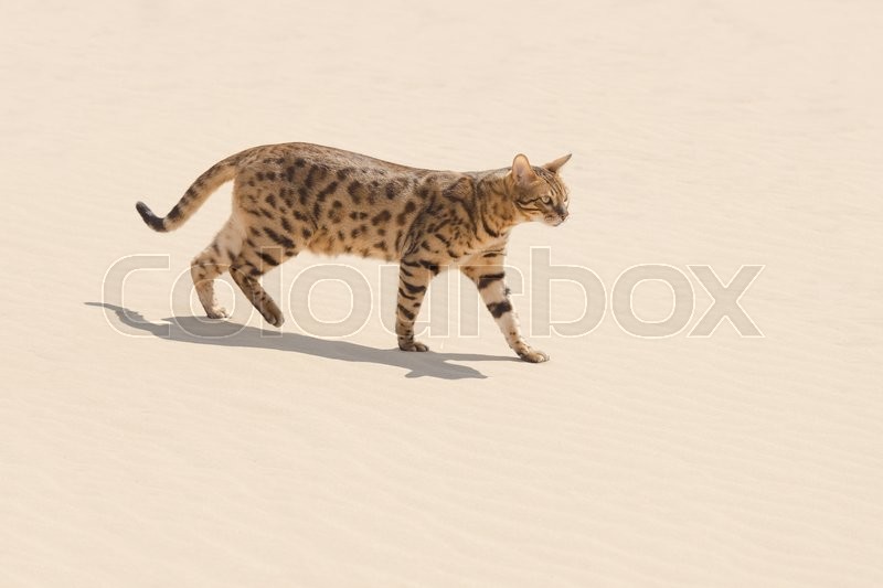 Savannah wild cat walking and hunting ... | Stock image | Colourbox