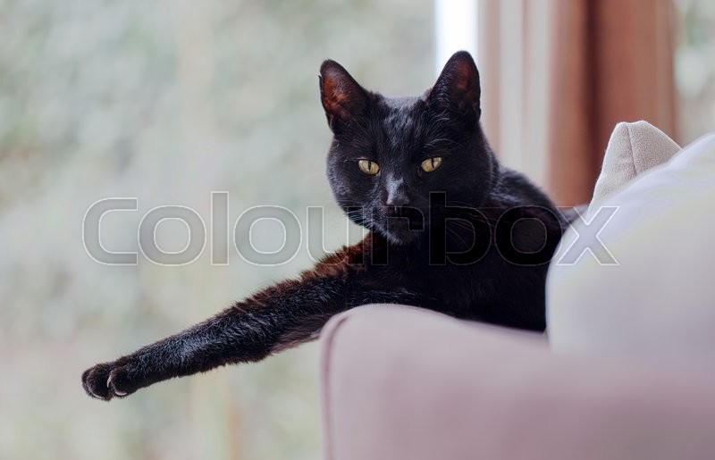 Black cat relaxing on top of a sofa | Stock image | Colourbox