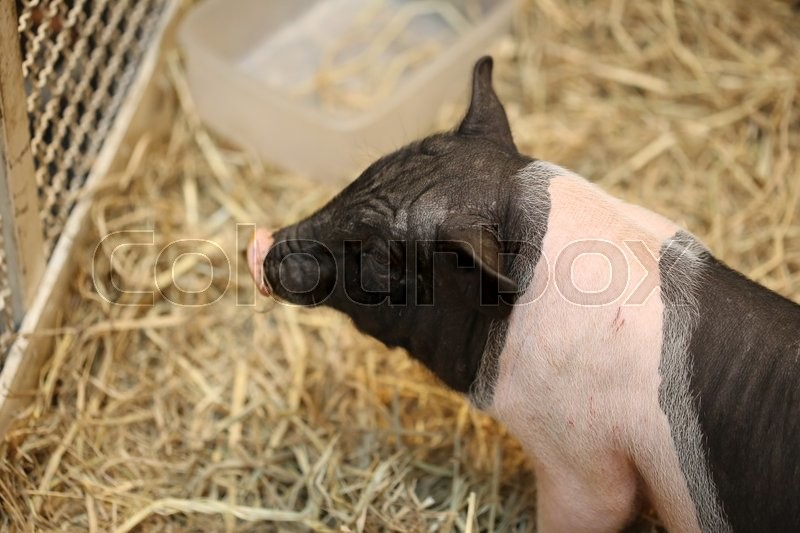 Black And Pink Pigs