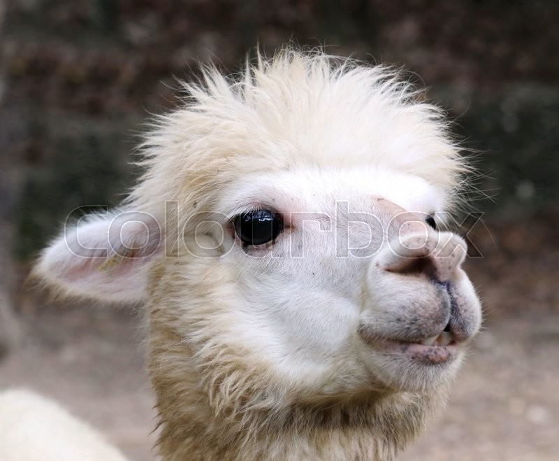 Alpaca, eye close up | Stock Photo | Colourbox
