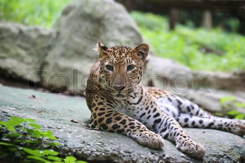 Leopard sit on the rock | Stock image | Colourbox