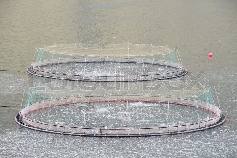 Closeup of a salmon farm net on the ... | Stock image | Colourbox