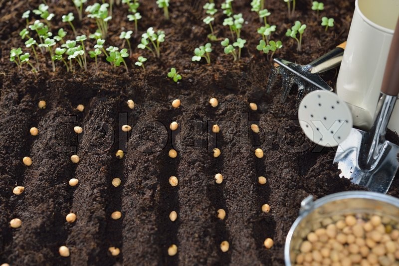 Seeds and young plants planted in soil ... | Stock image | Colourbox