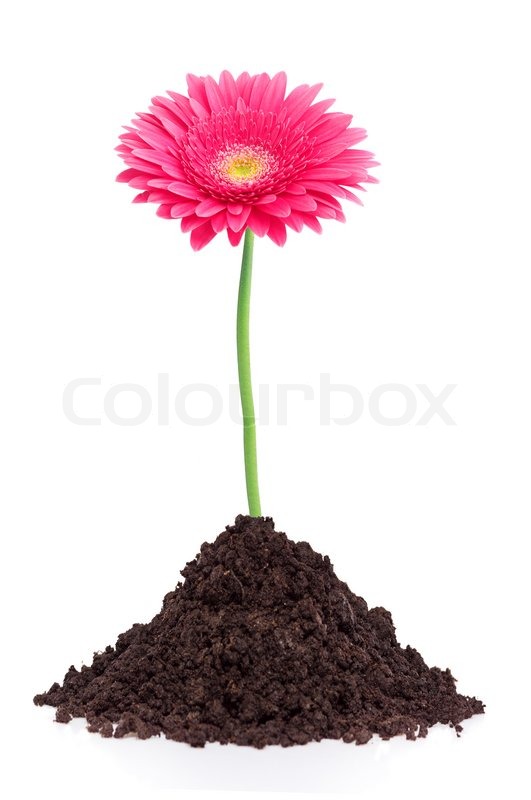 Pink gerbera flower growth in pile of ... | Stock image | Colourbox