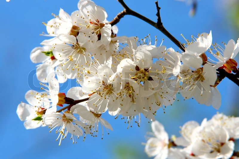 Blühende Zweig der Kirsche | Stock Bild | Colourbox