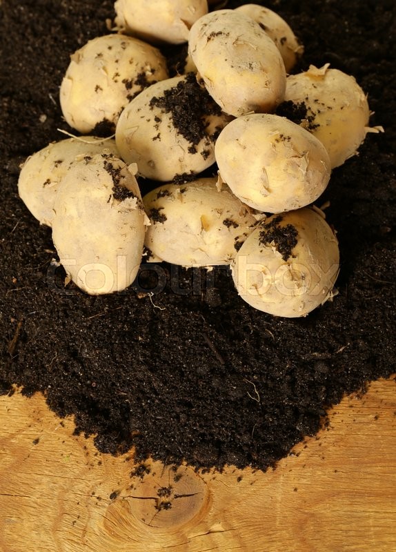 Natural organic fresh potatoes on a ... | Stock image | Colourbox