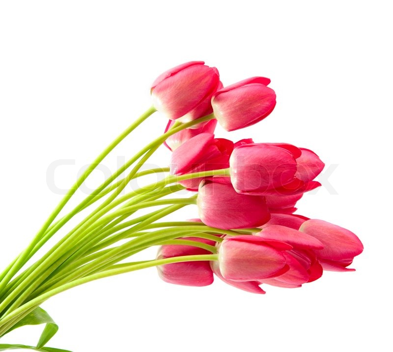 Strauß rosa Tulpen auf einem weißen ... | Stock Bild | Colourbox