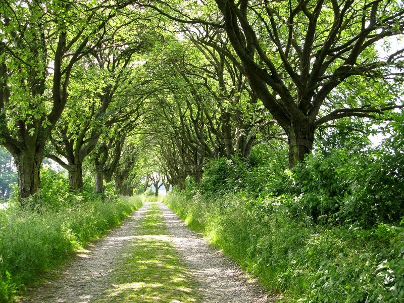 Allee von Bäumen Mehlbeere , Sorbus ... | Stock Bild | Colourbox