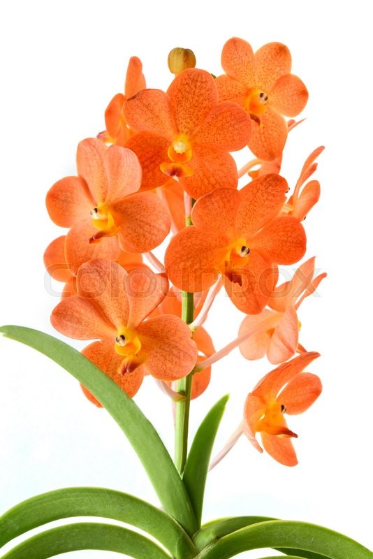Orange orchid on white background | Stock image | Colourbox
