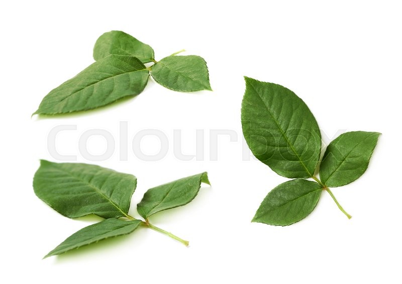 Three rose leaves isolated over the ... | Stock image | Colourbox