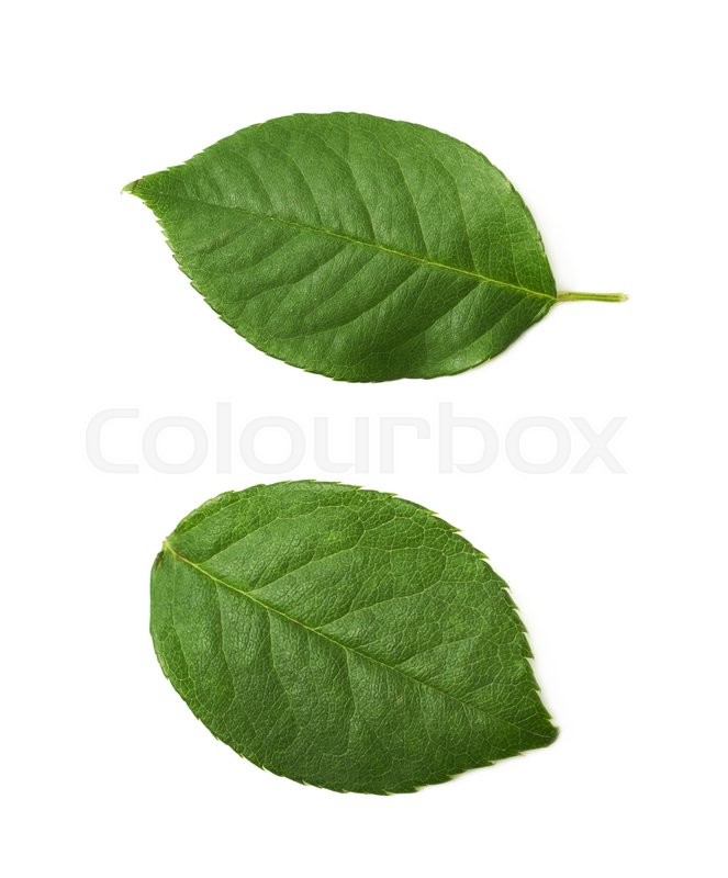 Single green rose leaf isolated over ... | Stock image | Colourbox