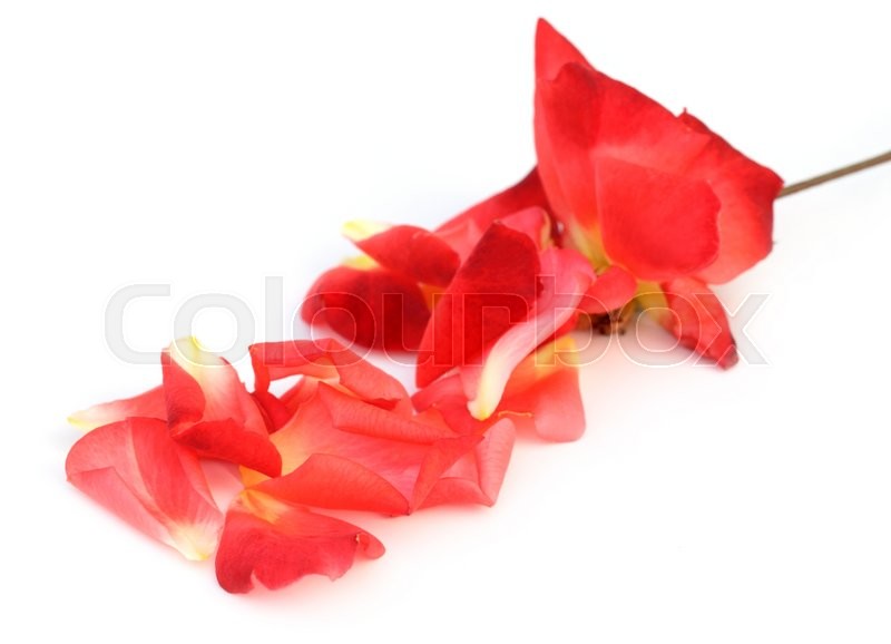 Close up of a torn rose over white ... | Stock image | Colourbox