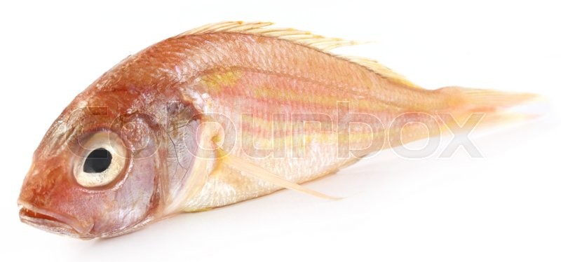 Poa fish of South asia over white ... | Stock image | Colourbox