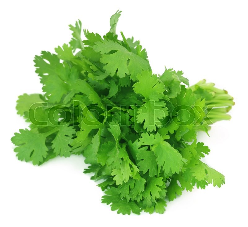 Bunch of fresh coriander leaves over ... | Stock image | Colourbox