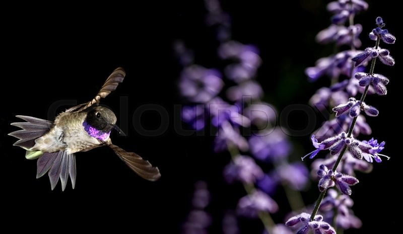 Lavender Hummingbird