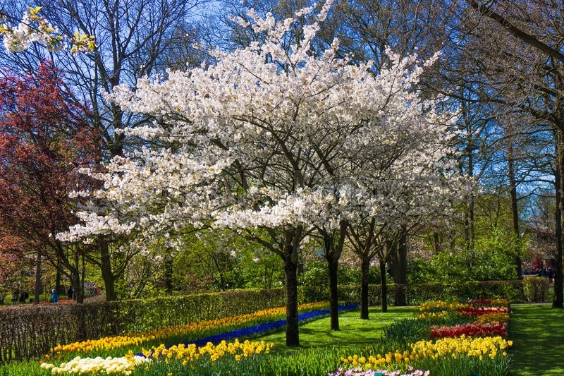 Spring Background. Blossom tree | Stock image | Colourbox