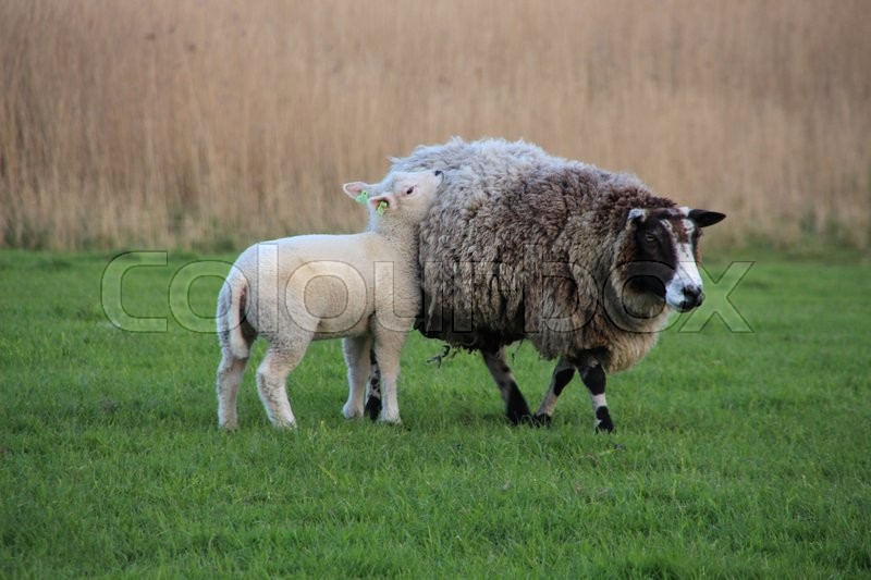 The young lamb has fun with the adult ... | Stock image | Colourbox