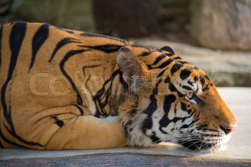 India Bengal Tiger head crouching on ... | Stock image | Colourbox