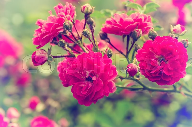 Garden with fresh red roses, floral ... | Stock image | Colourbox