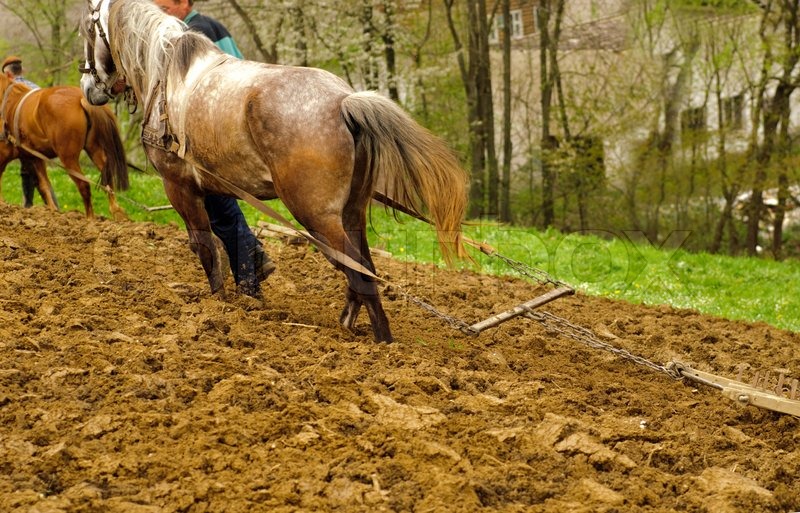 Pferde und Pflug | Stock Bild | Colourbox