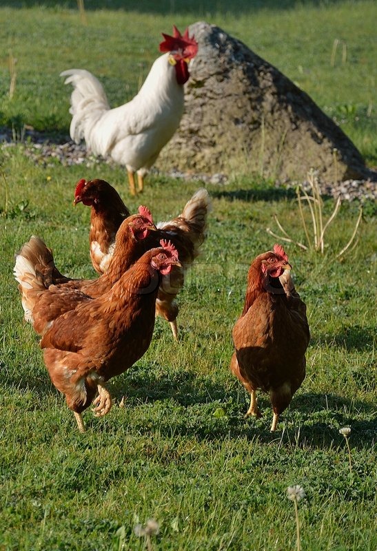 Hane med høns | Stock foto | Colourbox