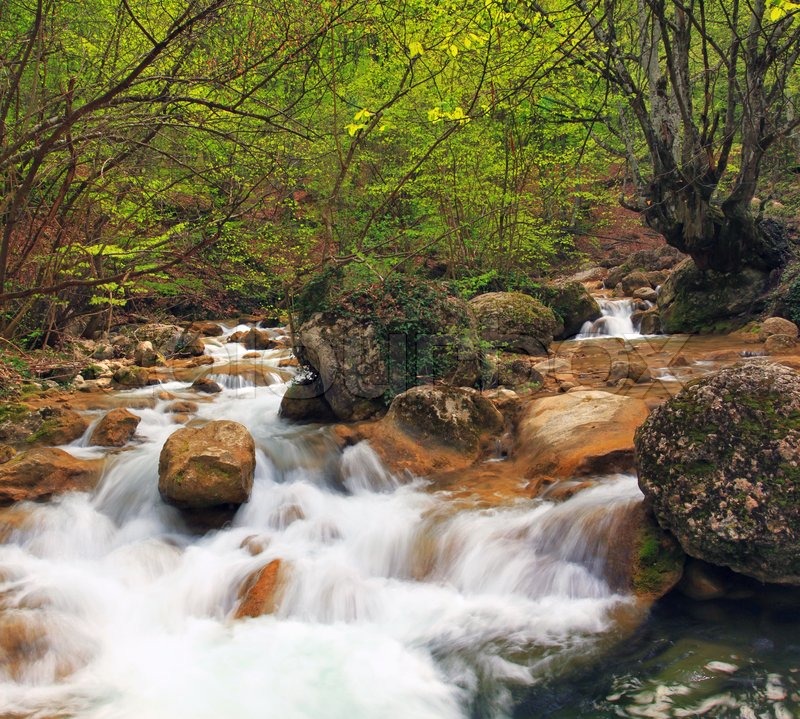 Spring River Lovely Forest
