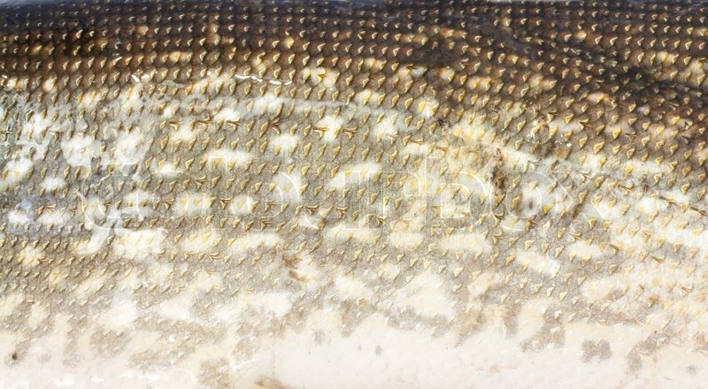 Scales of pike as a background | Stock image | Colourbox