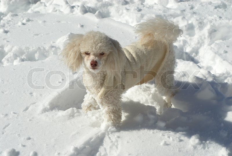 White Baby Poodle