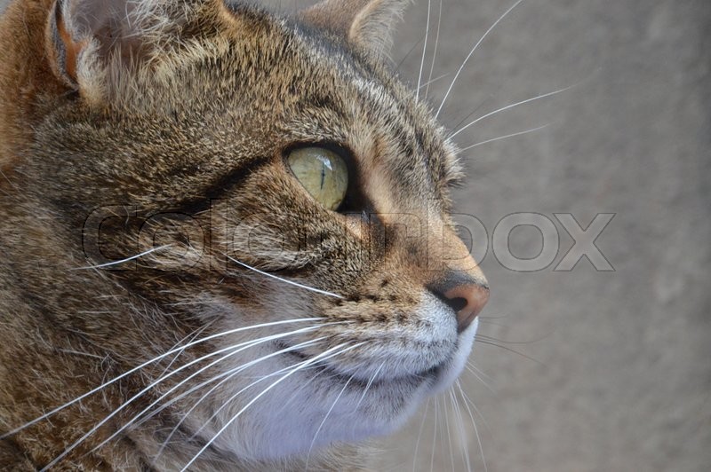 Nahaufnahme einer Katze angespannt in ... | Stock image | Colourbox