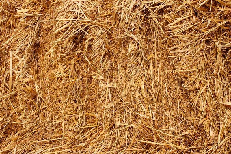 Stack is pressed, cut wheat of straw | Stock image | Colourbox