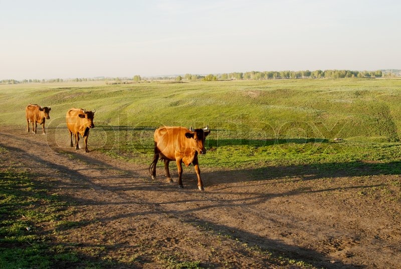 Cows on the road | Stock Photo | Colourbox