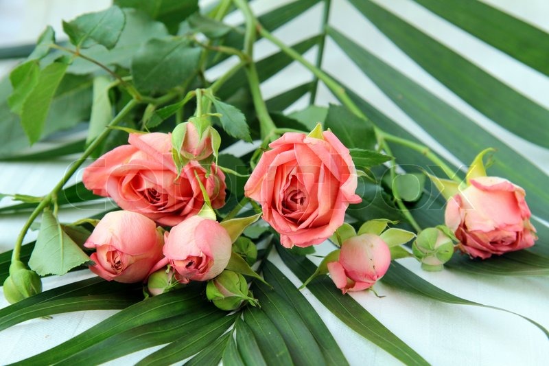 Bouquet of pink mini roses Sprays | Stock image | Colourbox