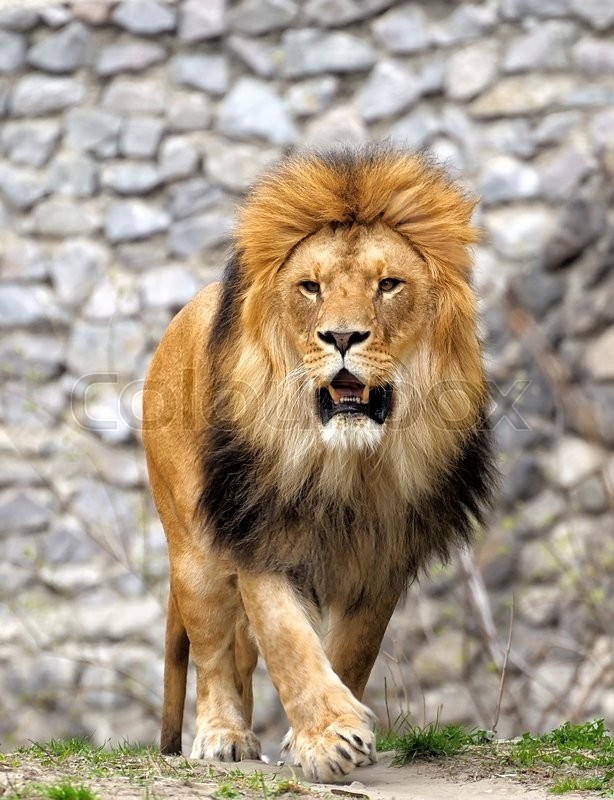 Male lion looking out atop rocky ... | Stock image | Colourbox