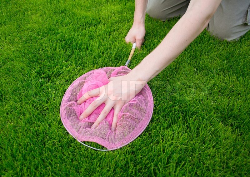 Hand with a butterfly net catching ... | Stock image | Colourbox