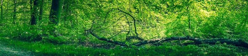 Fallen tree in a green forest in the ... | Stock image | Colourbox