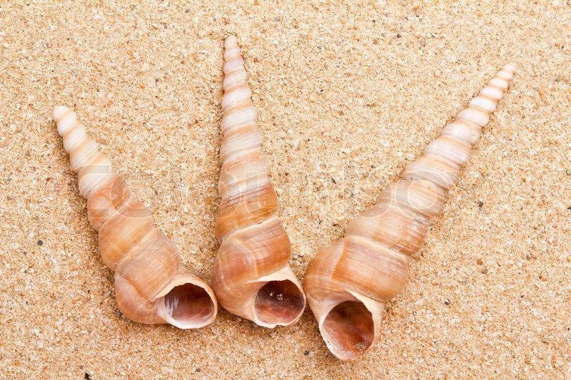 Seashell close-up | Stock image | Colourbox
