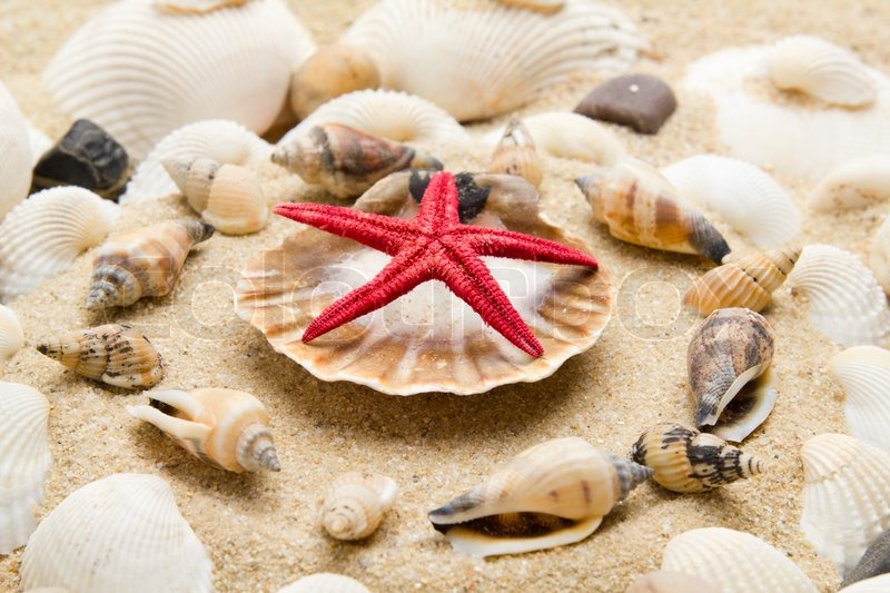 Beach with starfish and seashells | Stock image | Colourbox