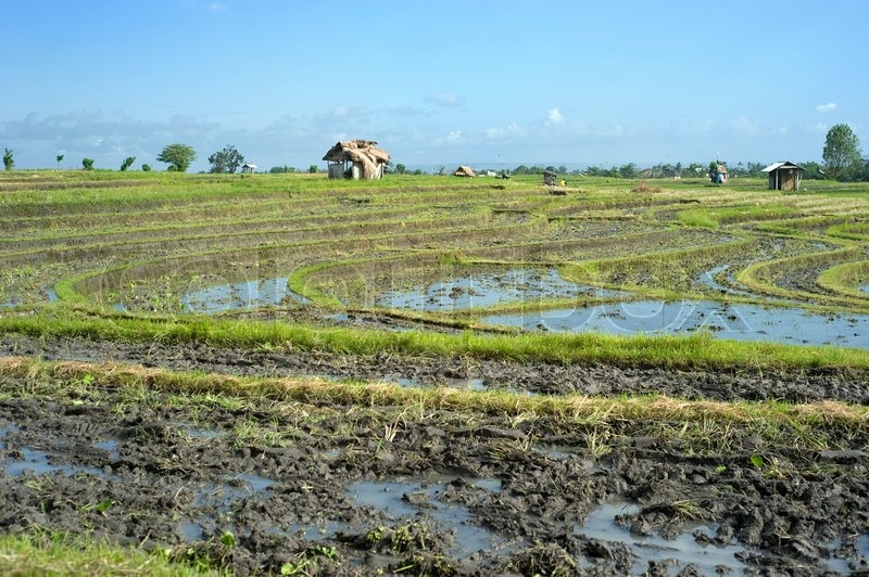Rice field at sunrise on Baly island, ... | Stock Photo | Colourbox
