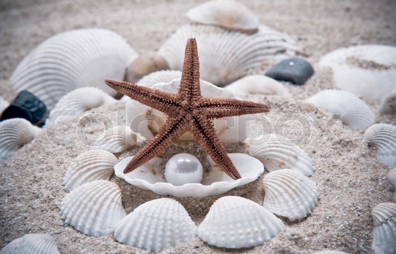 Pearl on the seashell . The exotic sea ... | Stock image | Colourbox