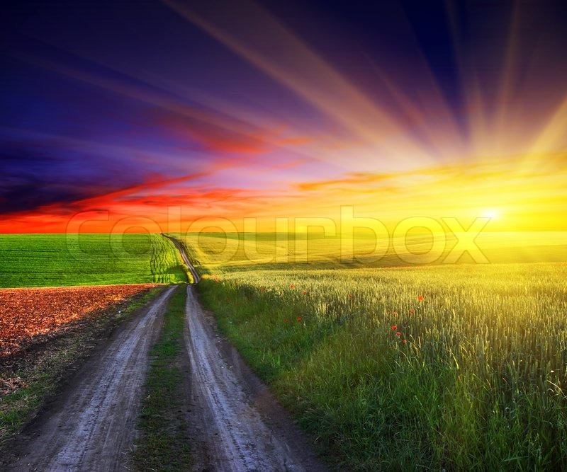 Beautiful sunset over field with green ... | Stock image | Colourbox