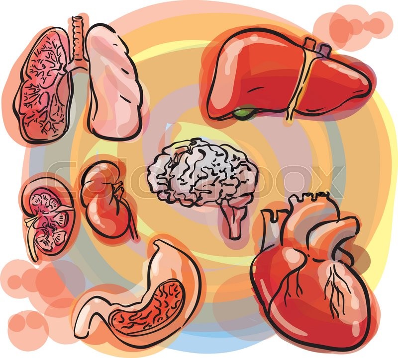 Internal Organs Sketch Set Stock Vector Colourbox